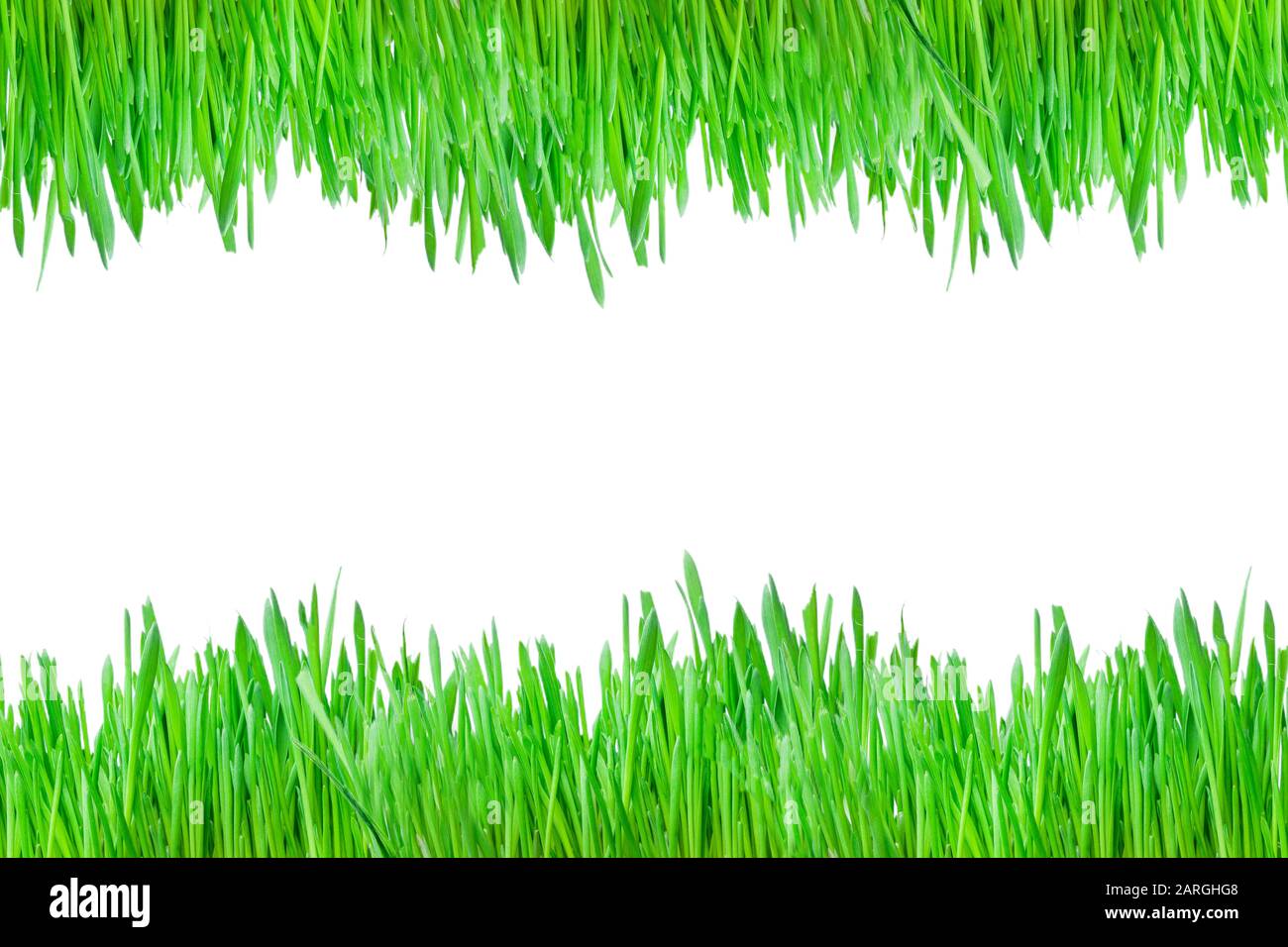 green grass. isolate on a white background. Grass from the bottom and ...