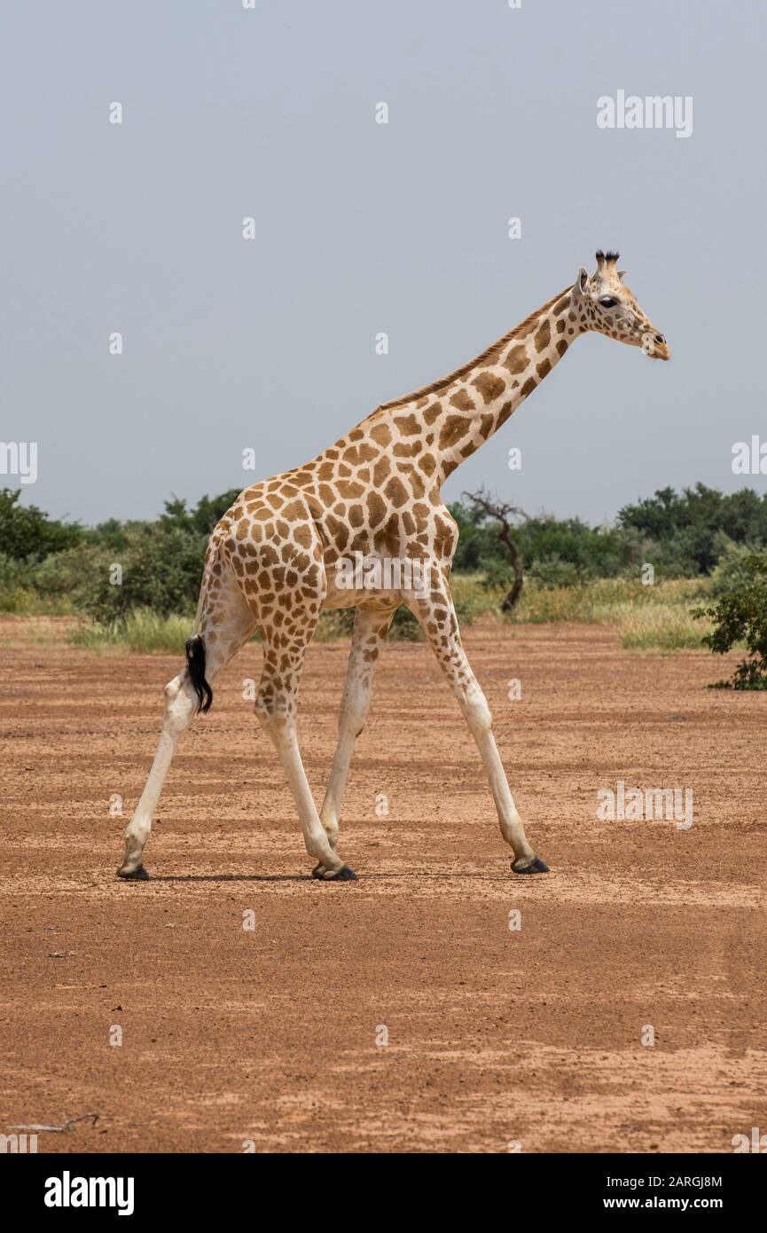 West African giraffes (Giraffa camelopardalis peralta), Koure, Niger ...