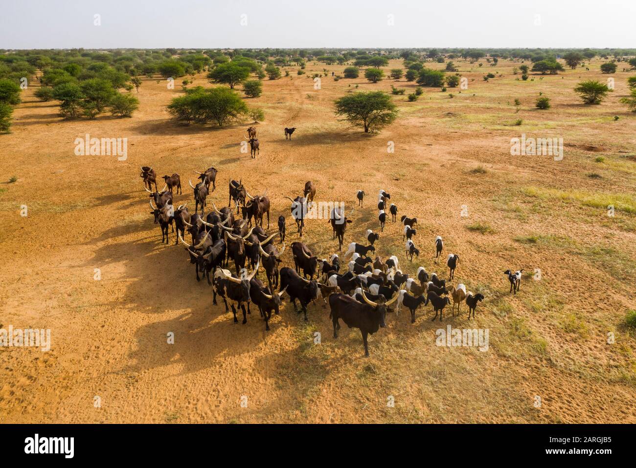 Aerial of cattle moving to a waterhole, Gerewol festival, courtship ...