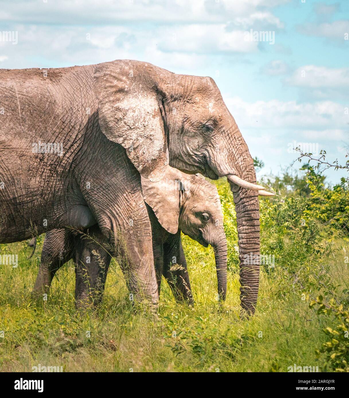 Female Elephant with Baby Elephant in South Africa's wilderness Stock ...