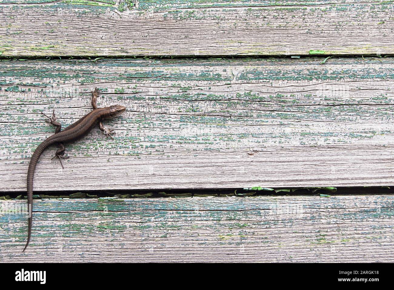 Natural weathered wooden wall. Little brown lizard Stock Photo - Alamy