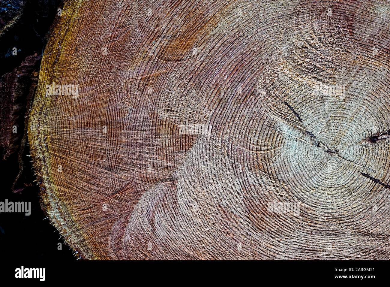 A sawn-off tree. The texture of the wood. Cross section of spruce and ...