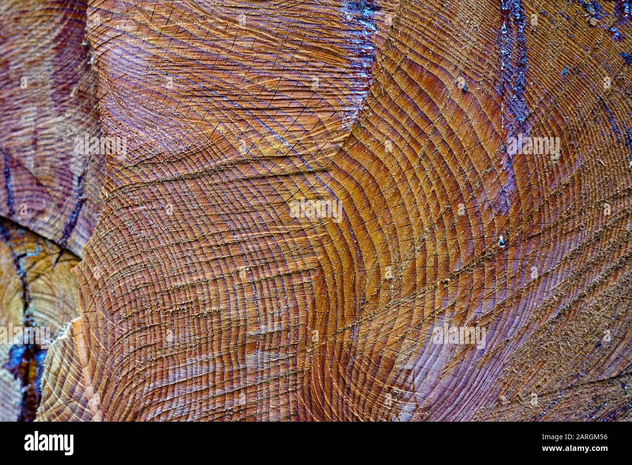 A sawn-off tree. The texture of the wood. Cross section of spruce and ...