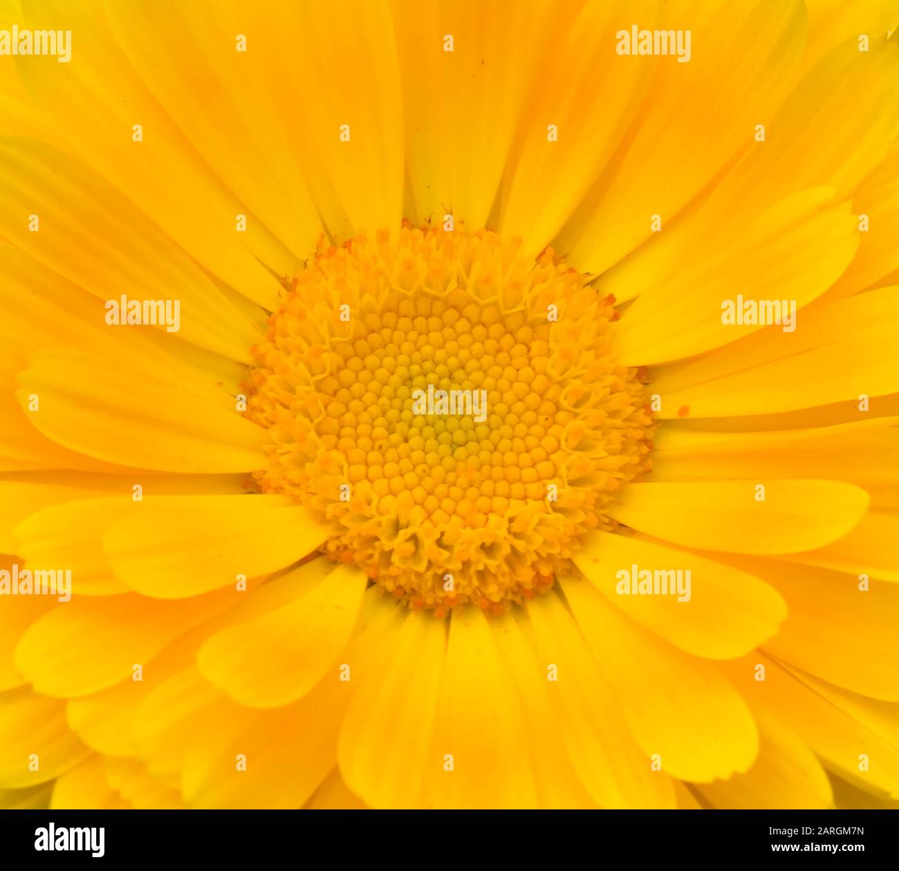 Pot marigold yellow flower hi-res stock photography and images - Alamy