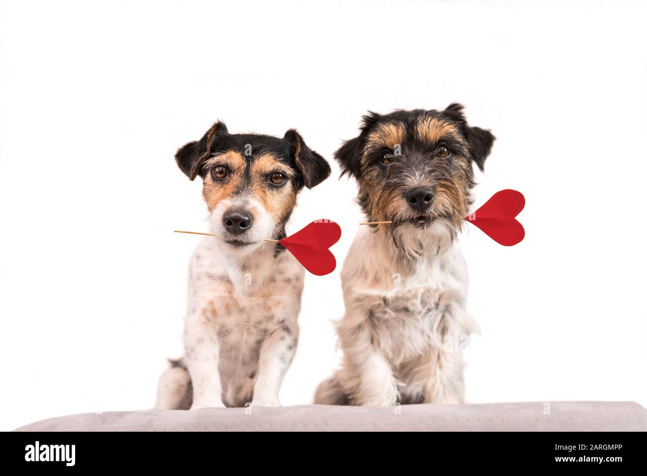 Romantic Dog - Two little cute Jack Russell Terrier dogs with a heart ...