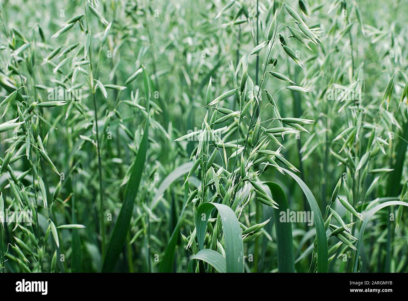 Green oats closeup. Popular grain varieties Stock Photo - Alamy