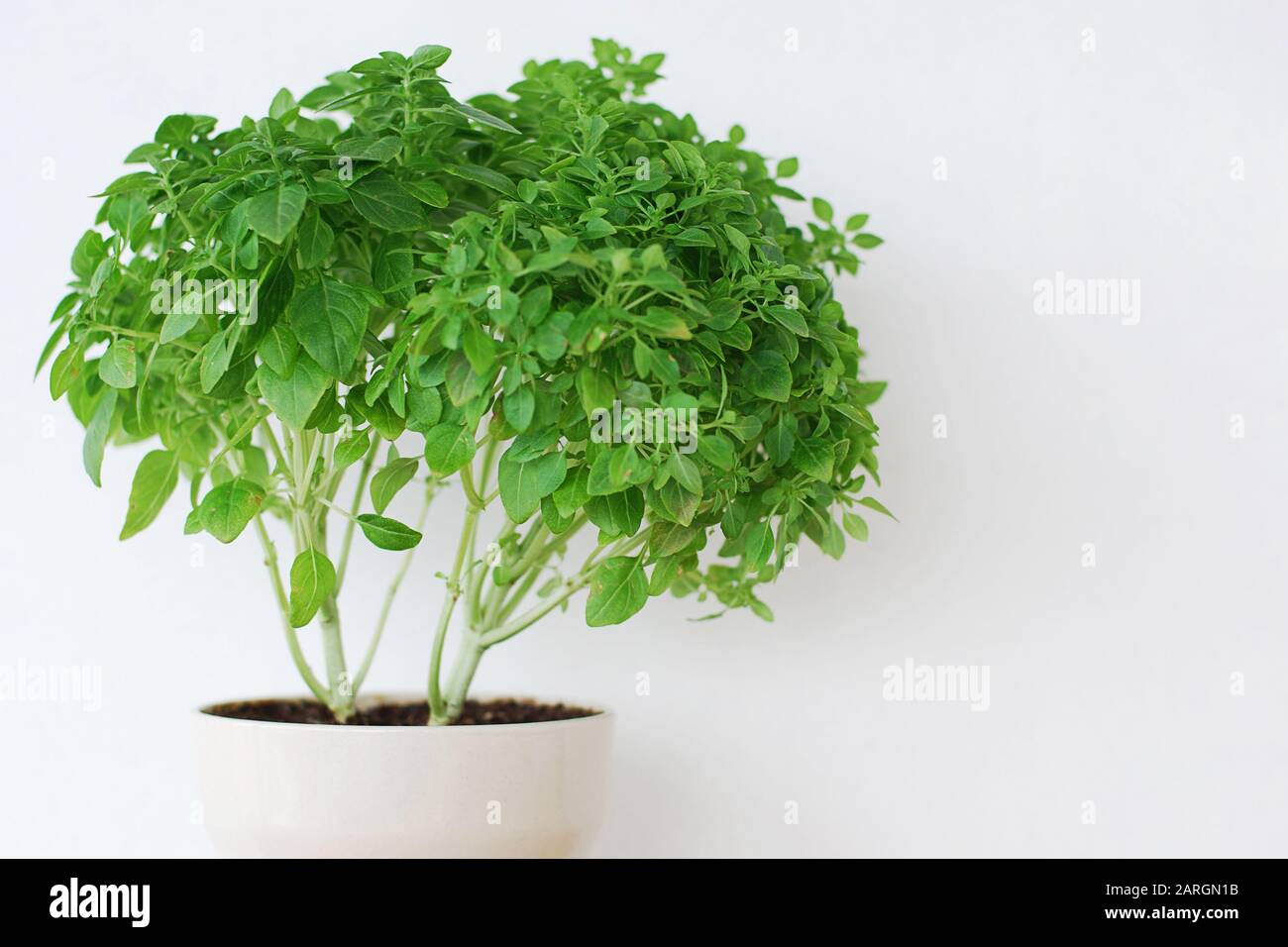 Diy growing hi-res stock photography and images - Alamy