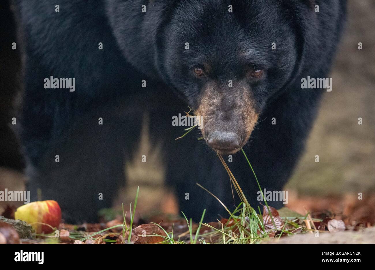 Poor conditions zoo hi-res stock photography and images - Alamy