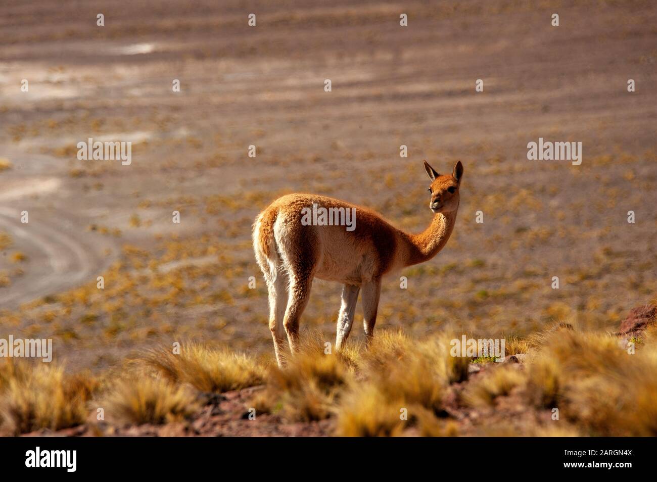 Vicuna grazing near Miniques lake, Lagunas Altiplanicas, Antofagasta ...