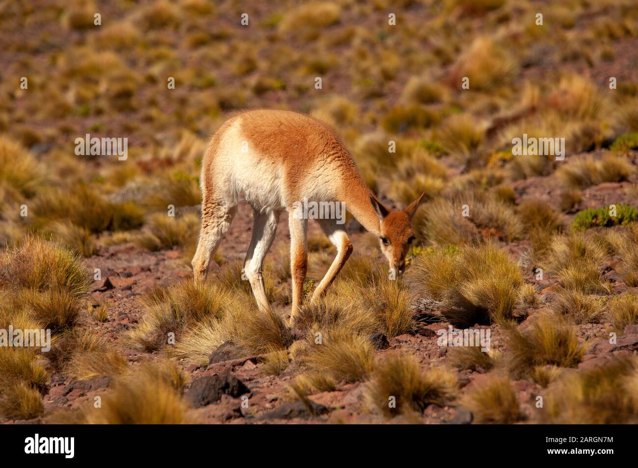 Vicuna grazing near Miniques lake, Lagunas Altiplanicas, Antofagasta ...