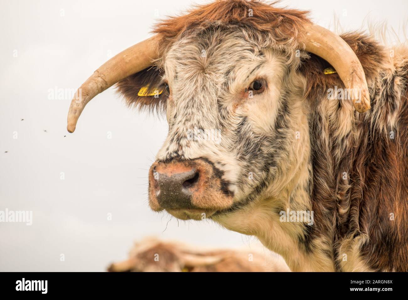 English Longhorn Cattle Grazing High Resolution Stock Photography and ...