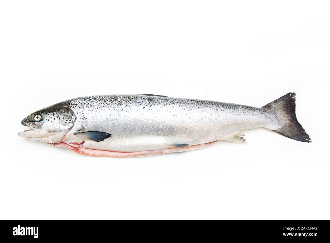 Whole salmon fish isolated on a white studio background Stock Photo - Alamy