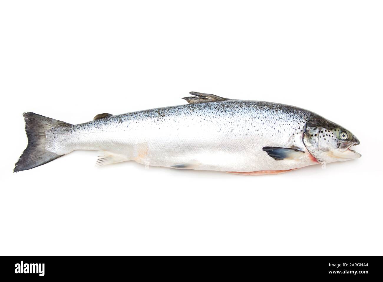 Whole salmon fish isolated on a white studio background Stock Photo - Alamy