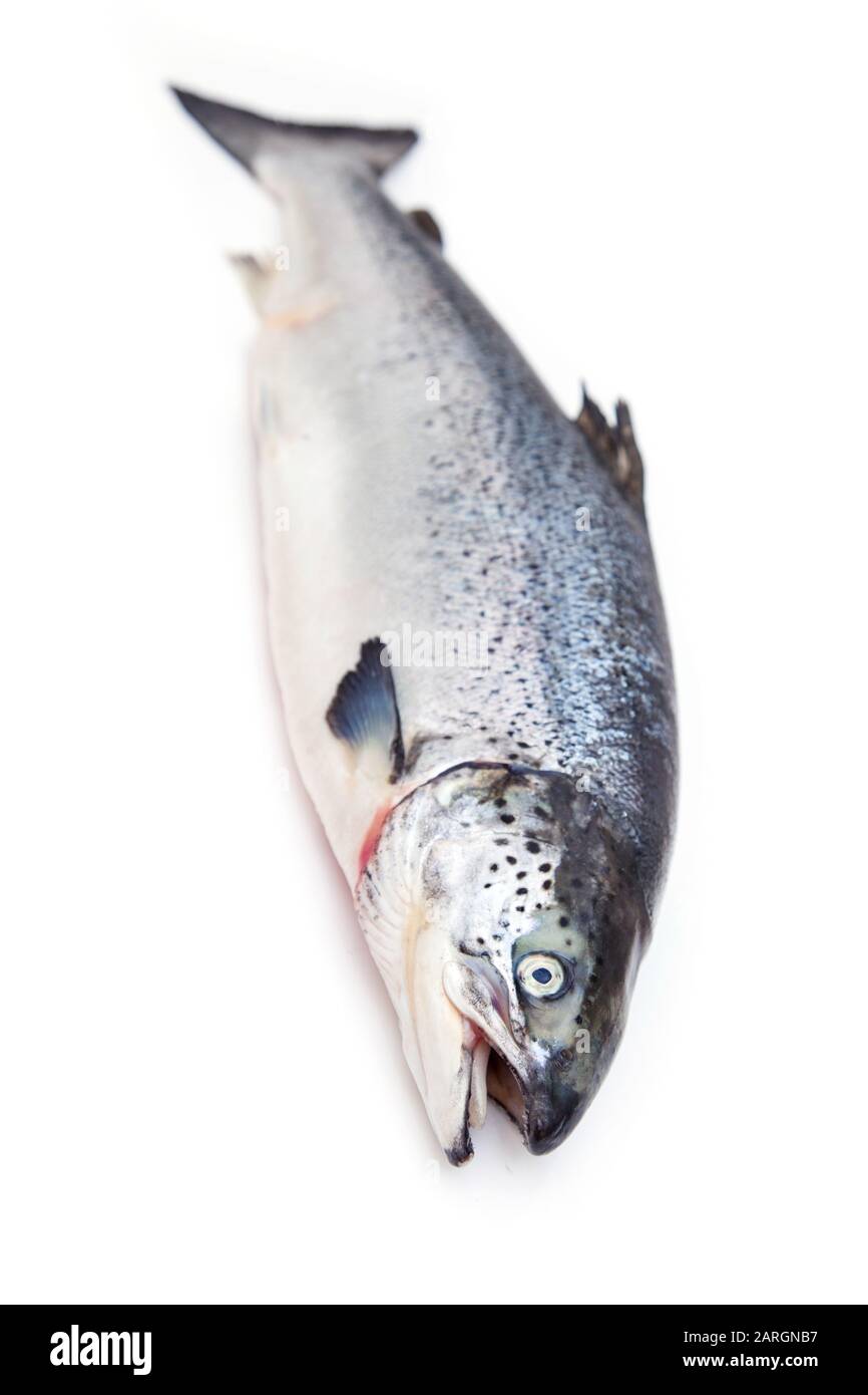 Whole salmon fish isolated on a white studio background Stock Photo - Alamy