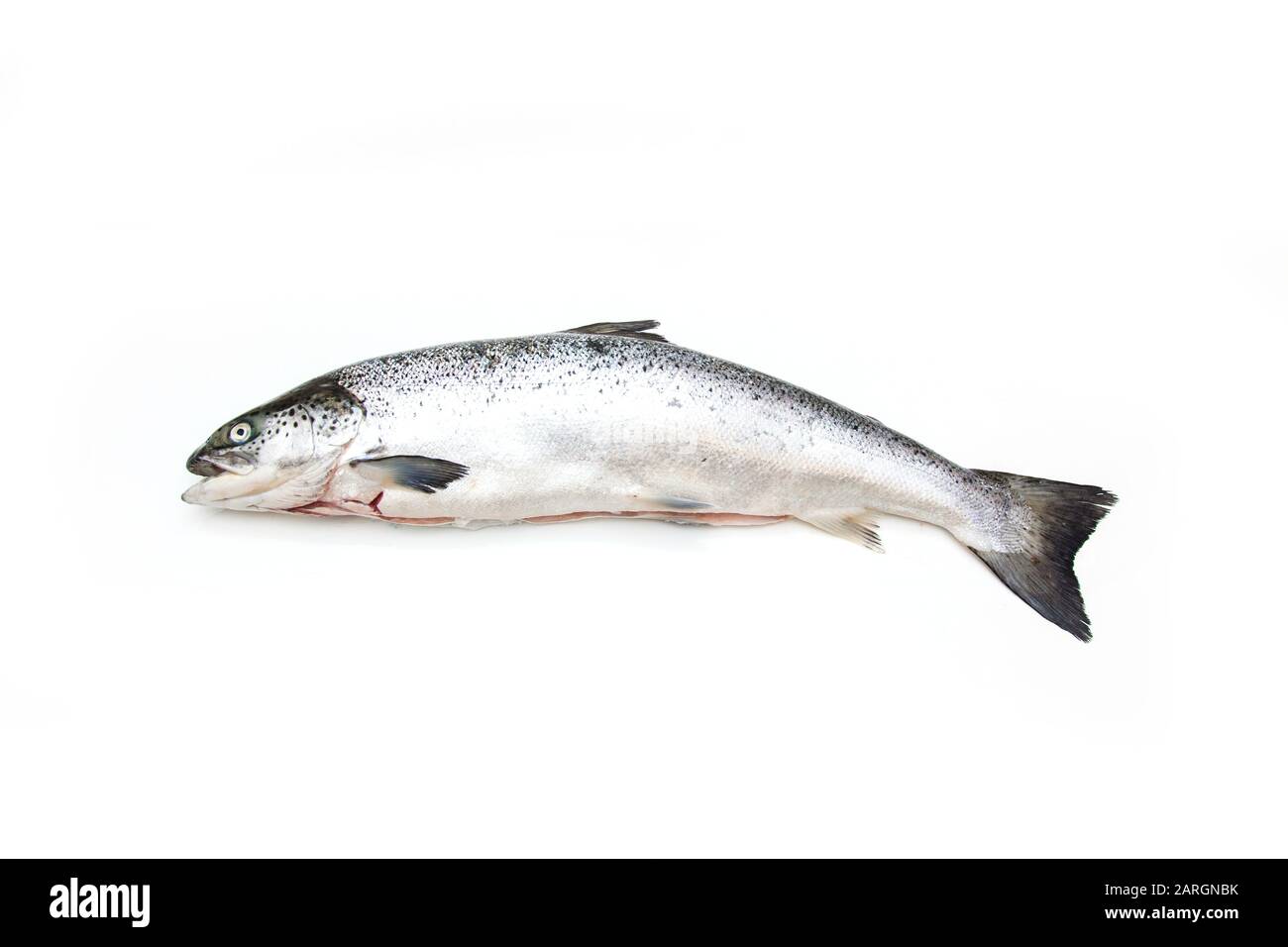 Whole salmon fish isolated on a white studio background Stock Photo - Alamy