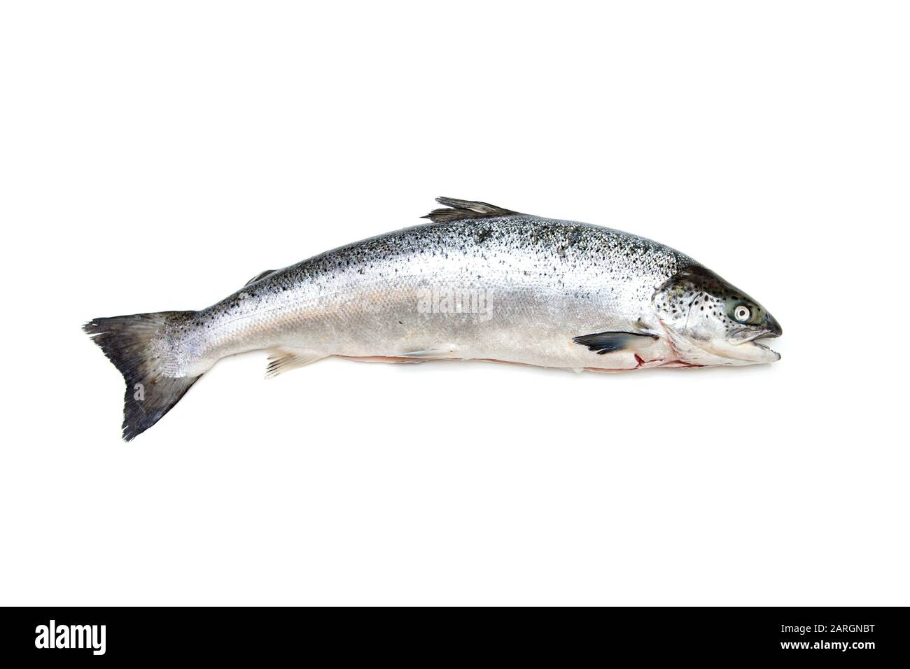 Whole salmon fish isolated on a white studio background Stock Photo - Alamy
