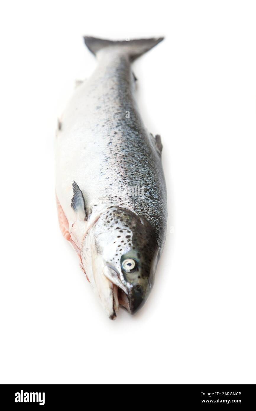 Whole salmon fish isolated on a white studio background Stock Photo - Alamy