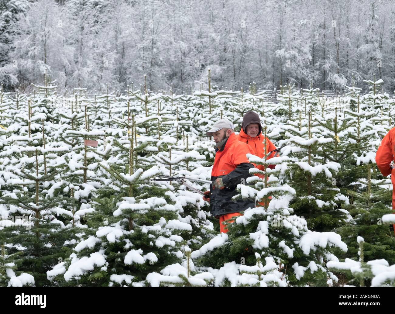 Scotland, UK. 28th Jan, 2020. Weather: Latvian workers prune Nordman ...
