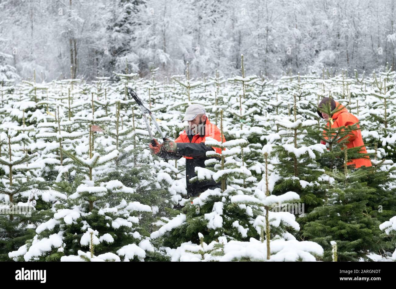 Scotland, UK. 28th Jan, 2020. Weather: Latvian workers prune Nordman ...