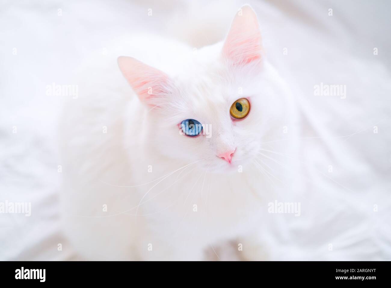 Turkish Angora Odd Eyed