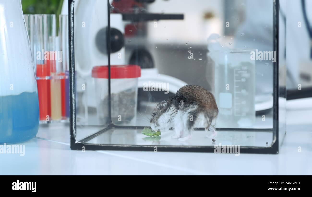 Close-up shot of scientist hand giving to a hamster organic material to ...
