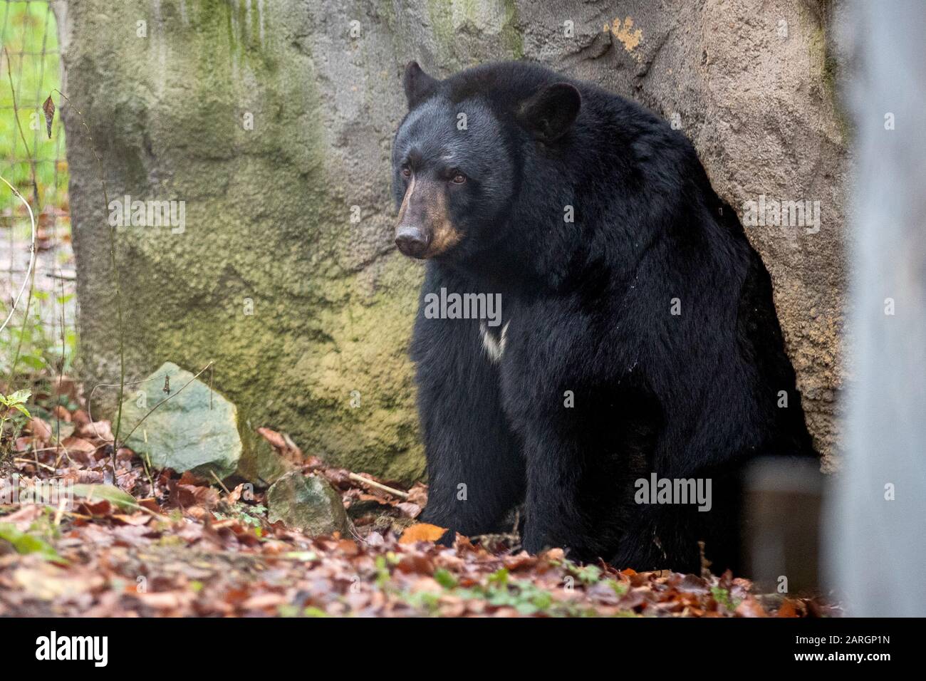 Poor conditions zoo hi-res stock photography and images - Alamy