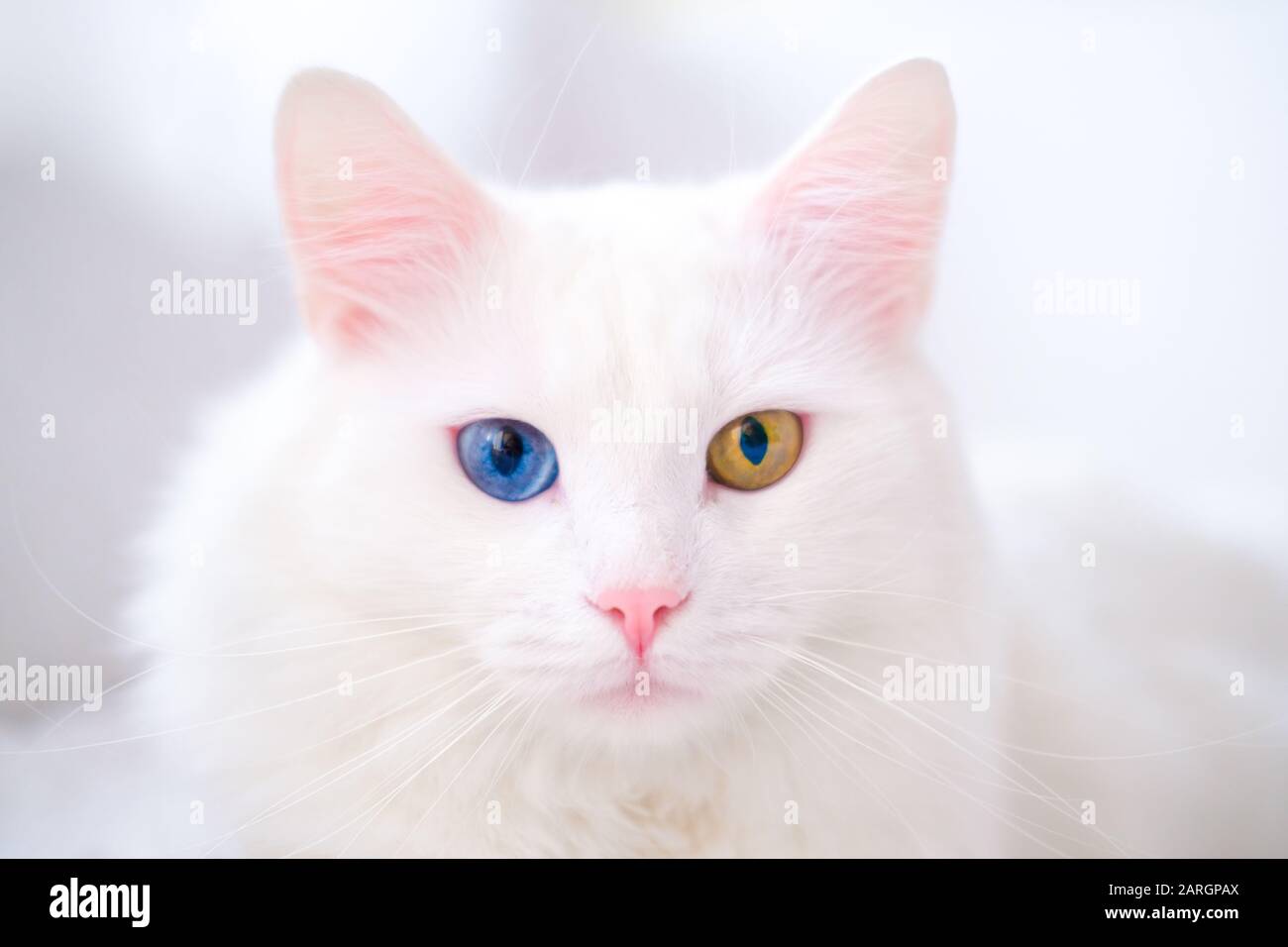 White cat with different color eyes. Turkish angora. Van kitten with ...