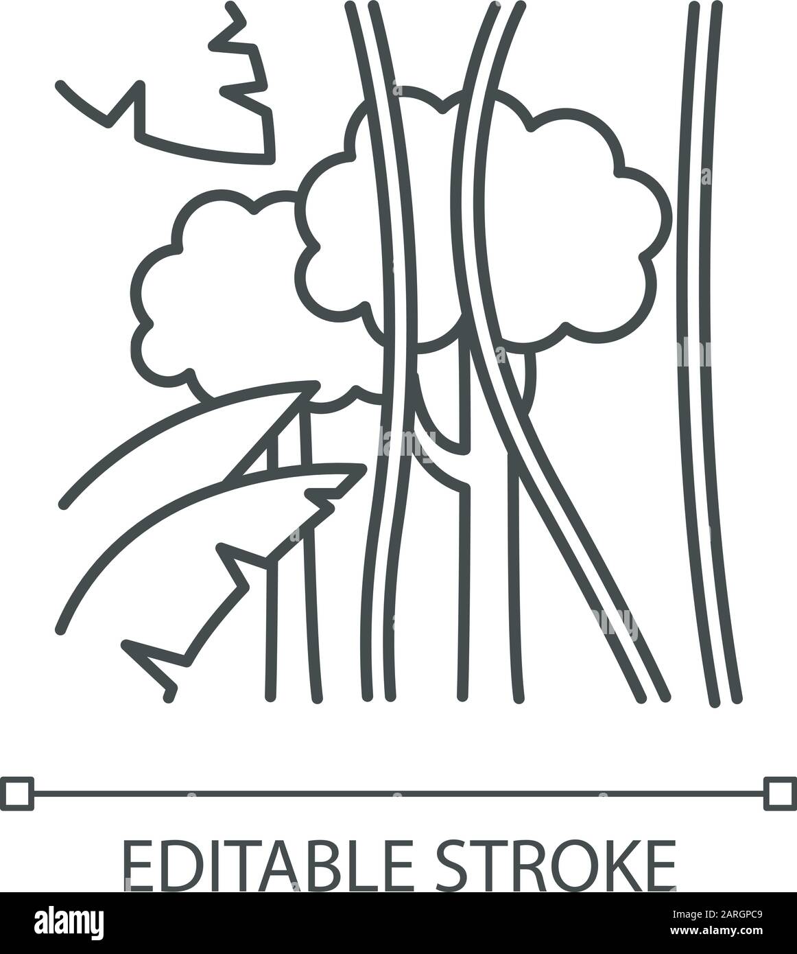 Outlione Drawing Rainforest Trees