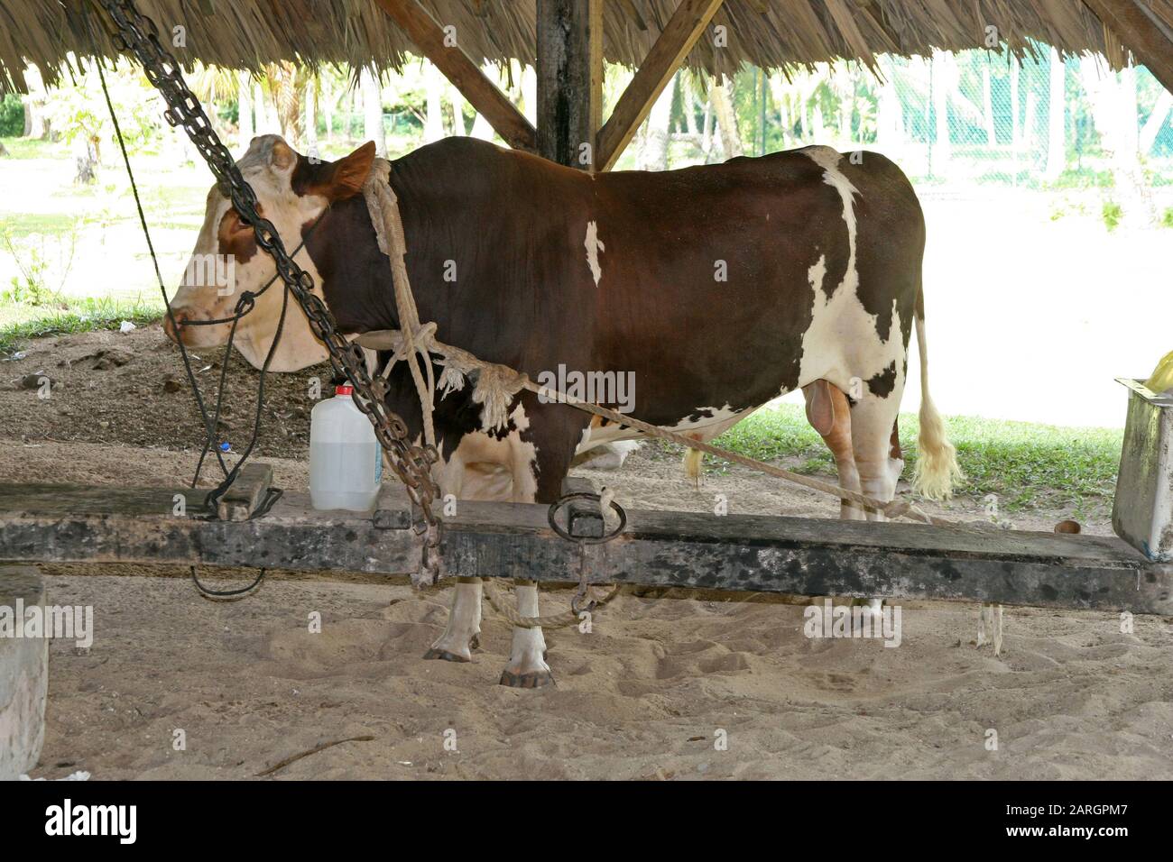 Coconut palm plantations cocos nucifera hi-res stock photography and ...