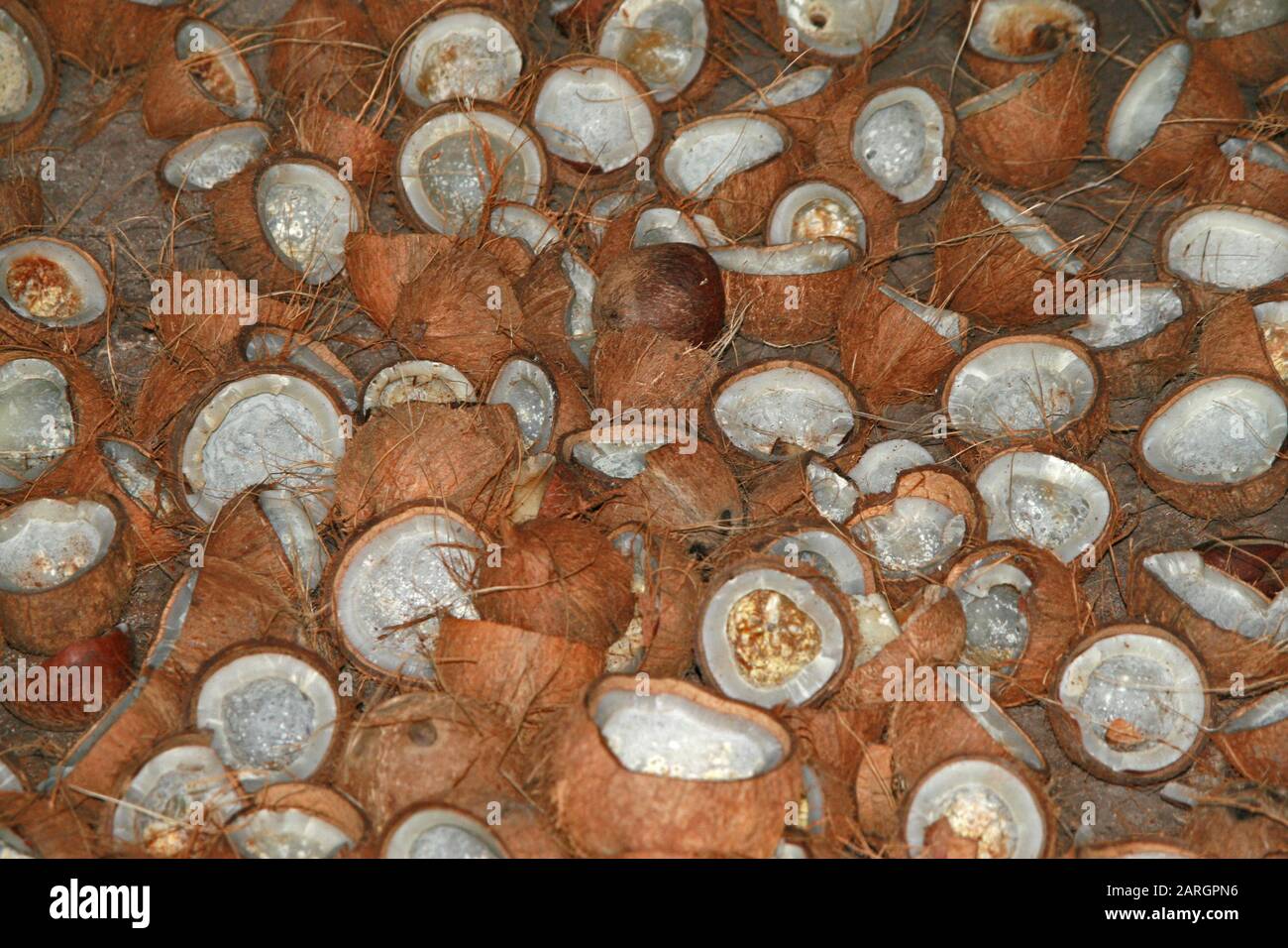 harvested coconut shells, husks with coconut milk inside, L'Union ...