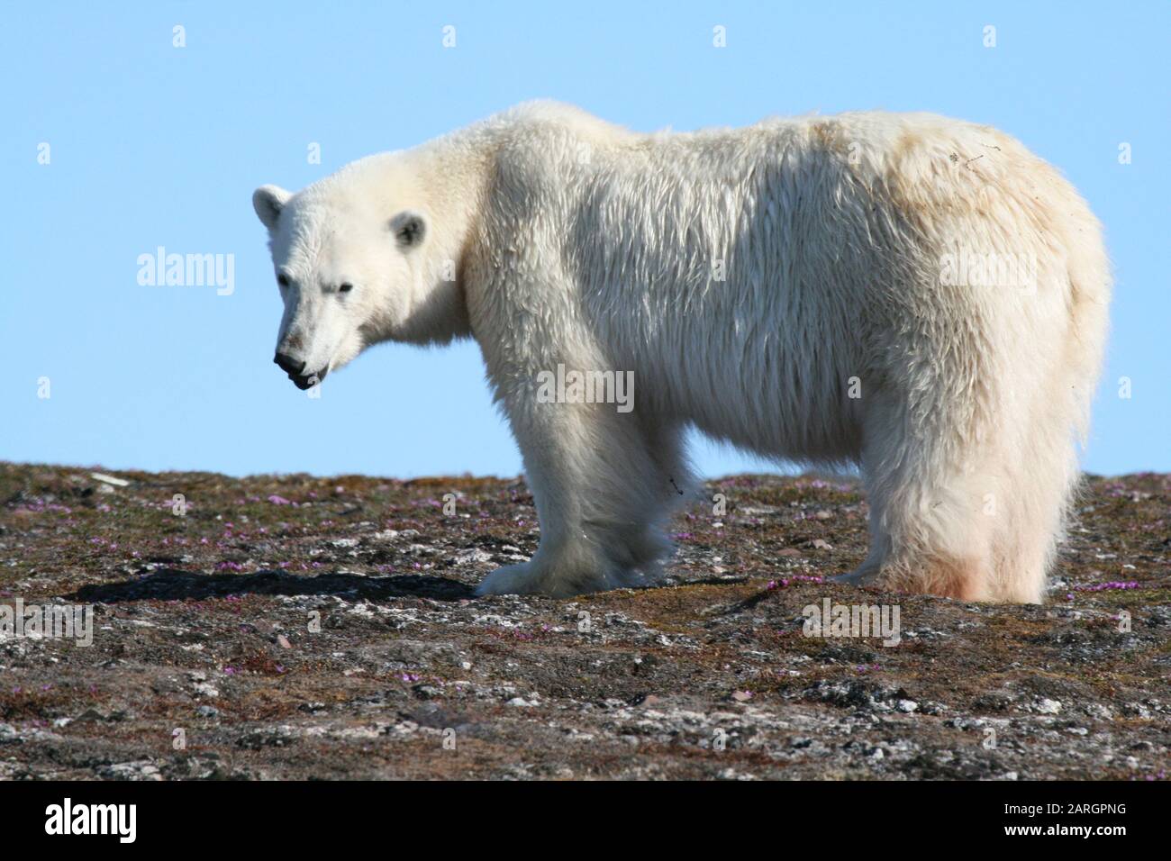 Polar Bear, Svalbard Stock Photo - Alamy