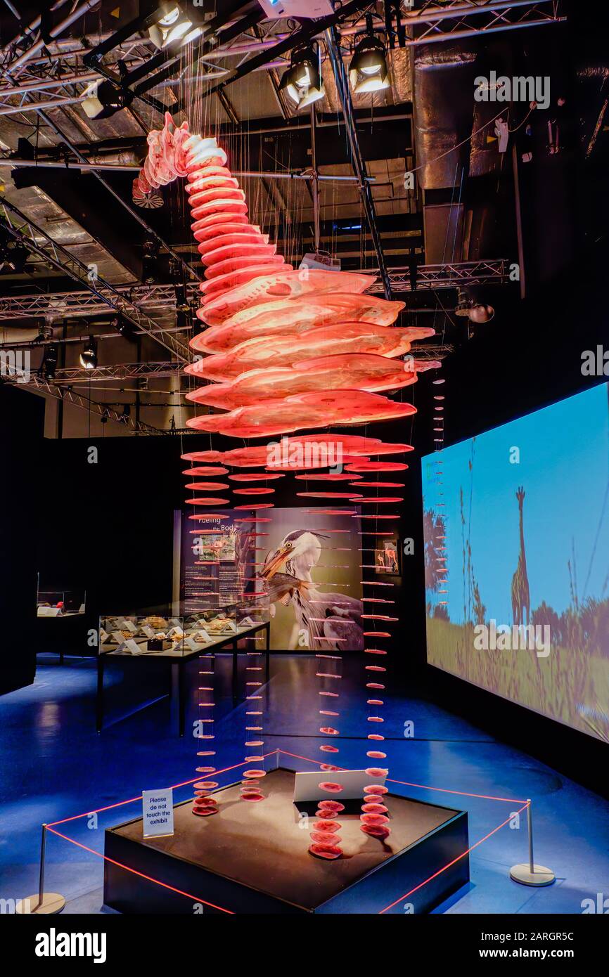 Plastination Specimen High Resolution Stock Photography and Images - Alamy