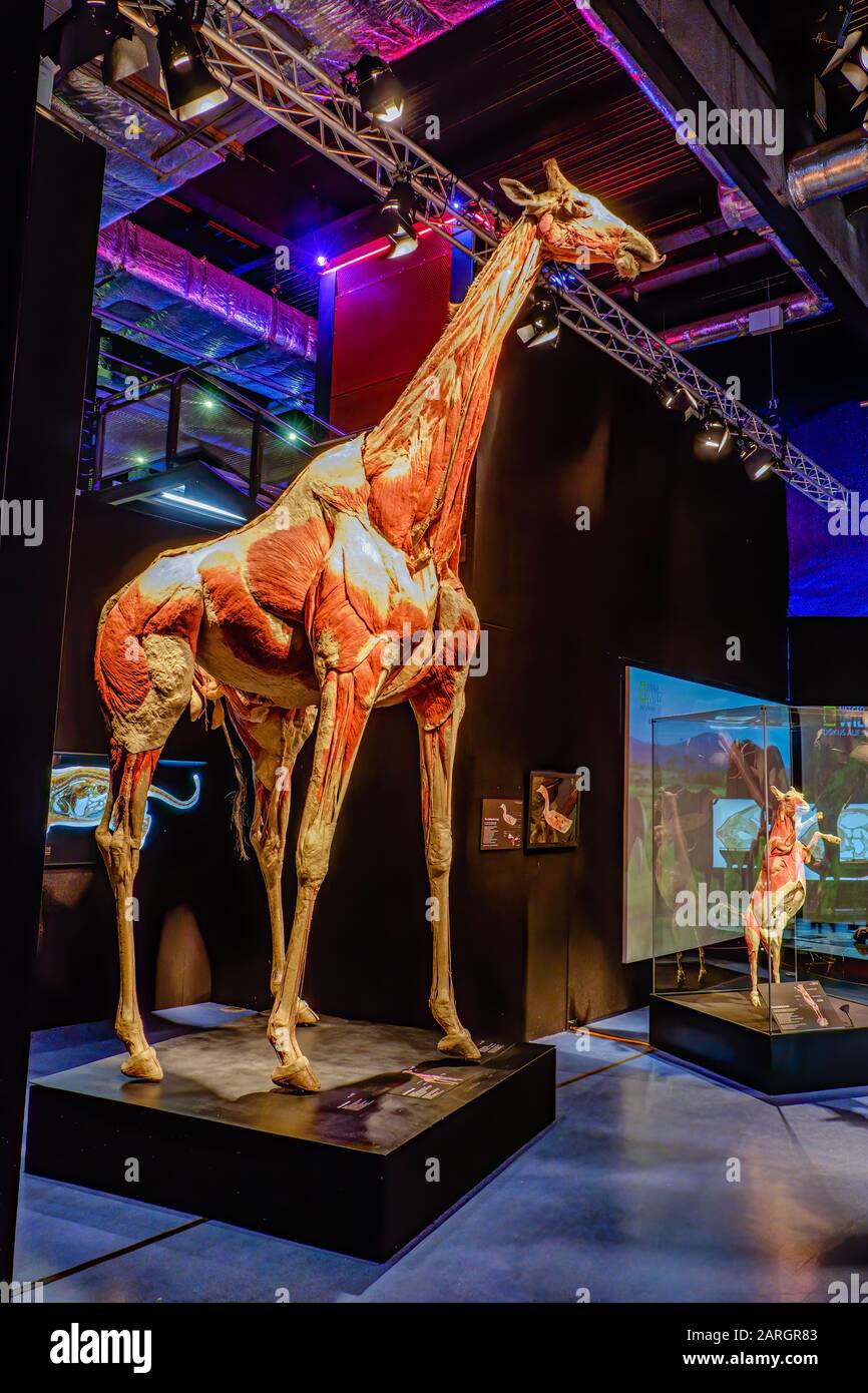 The great north museum hancock hi-res stock photography and images - Alamy