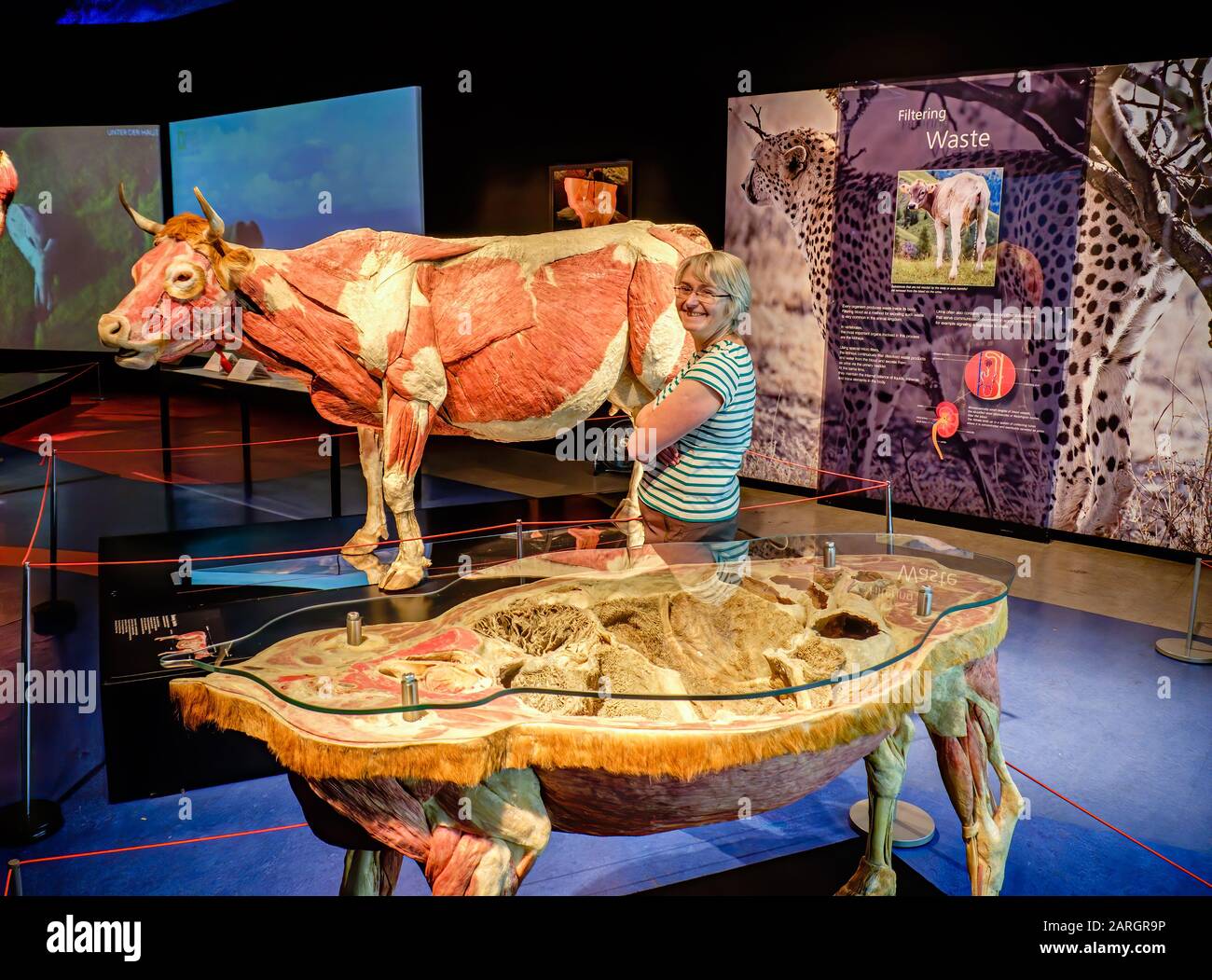 Animal Exhibition Inside Out High Resolution Stock Photography and ...