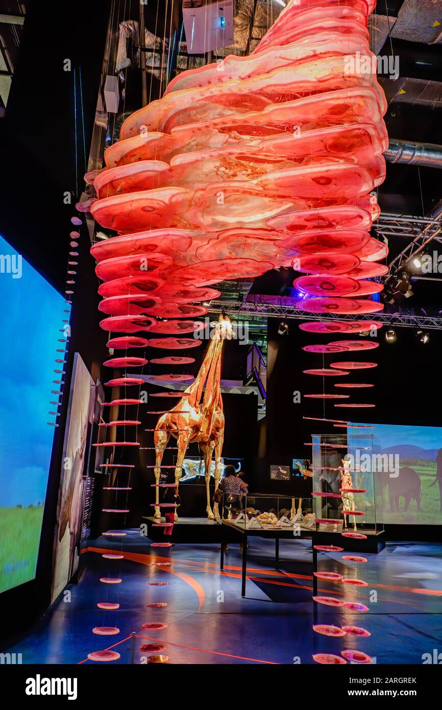 Animal Exhibition Inside Out High Resolution Stock Photography and ...