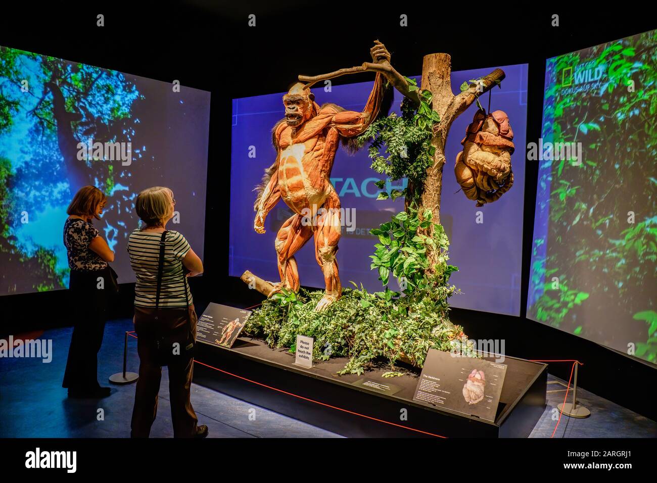 Animal Exhibition Inside Out High Resolution Stock Photography and ...