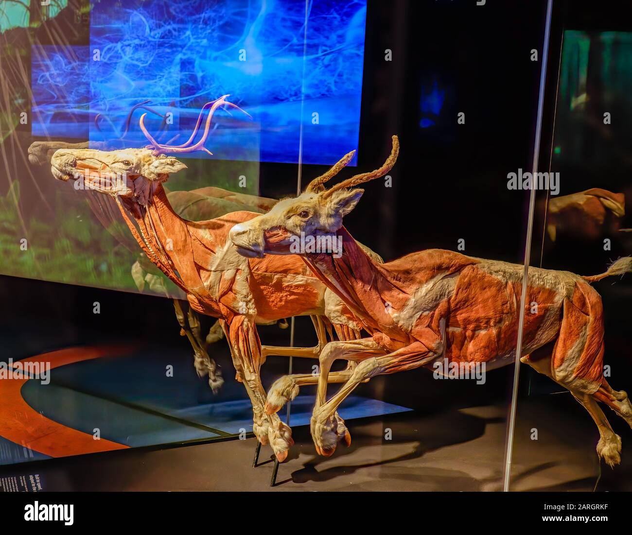 Plastination Specimen High Resolution Stock Photography and Images - Alamy