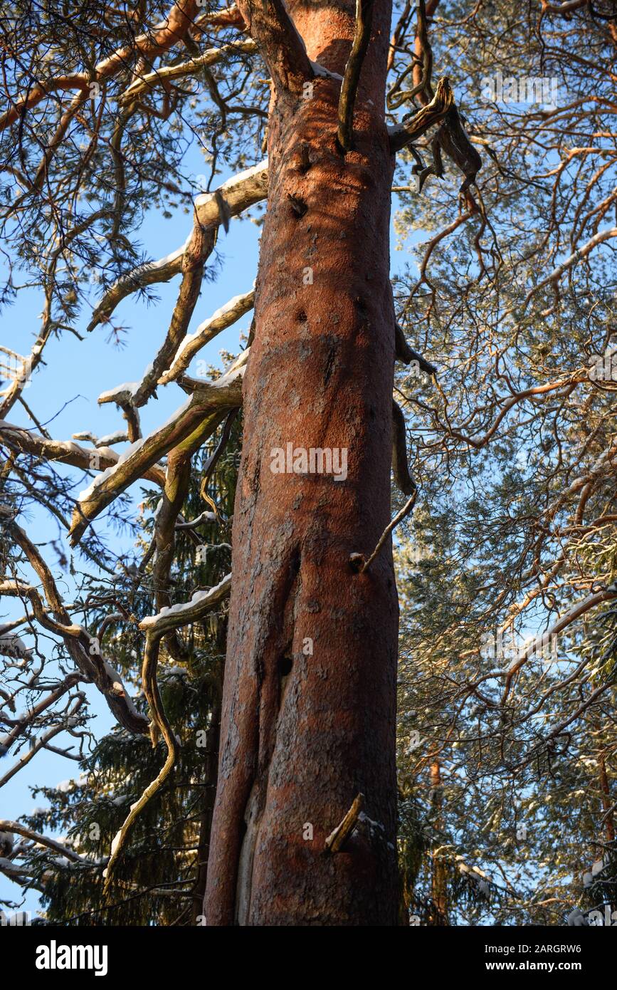 Beautiful view bark old pine hi-res stock photography and images - Alamy