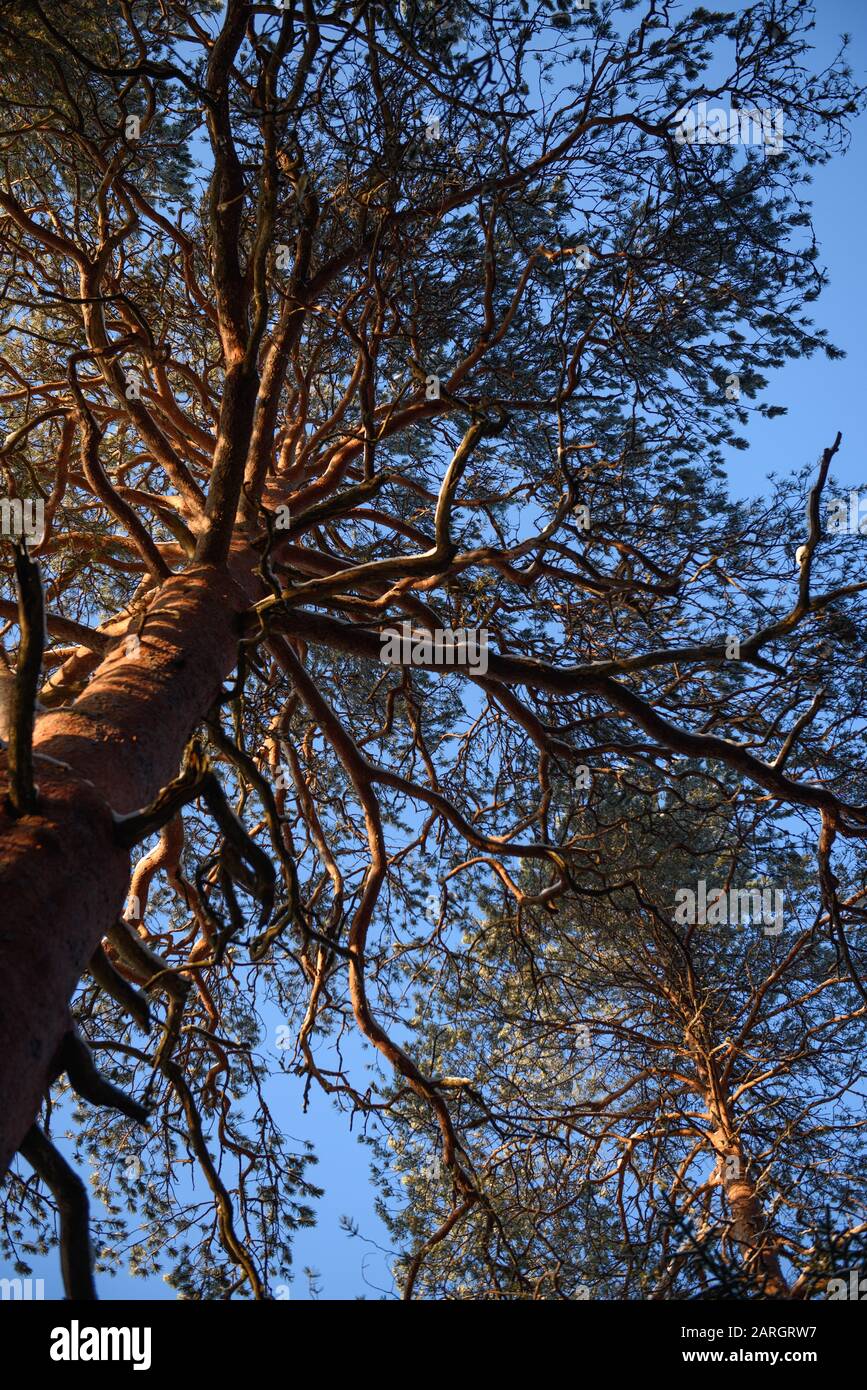 Very old pine tree hi-res stock photography and images - Alamy