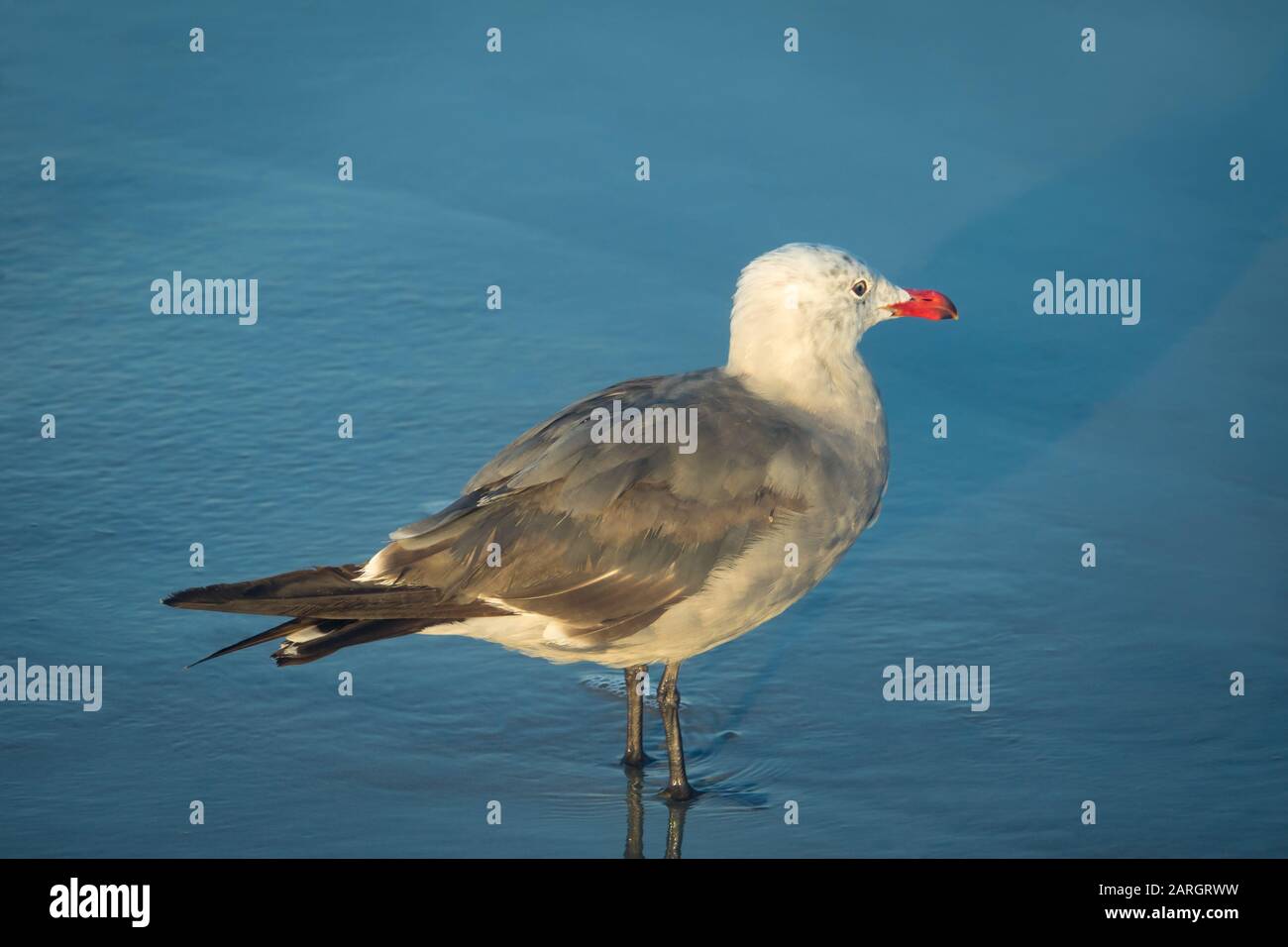 California native birds hi-res stock photography and images - Alamy