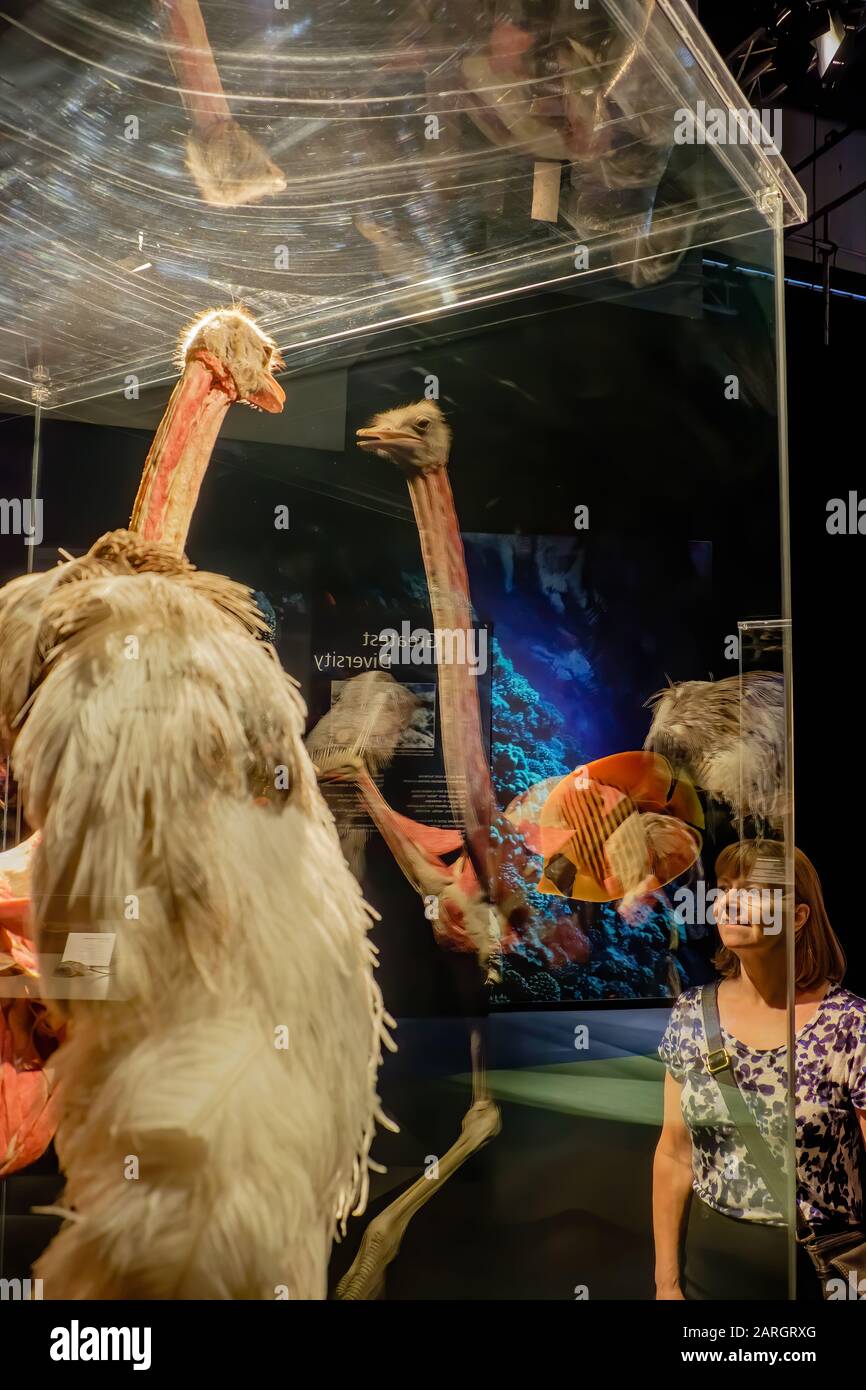 Plastination Specimen High Resolution Stock Photography and Images - Alamy