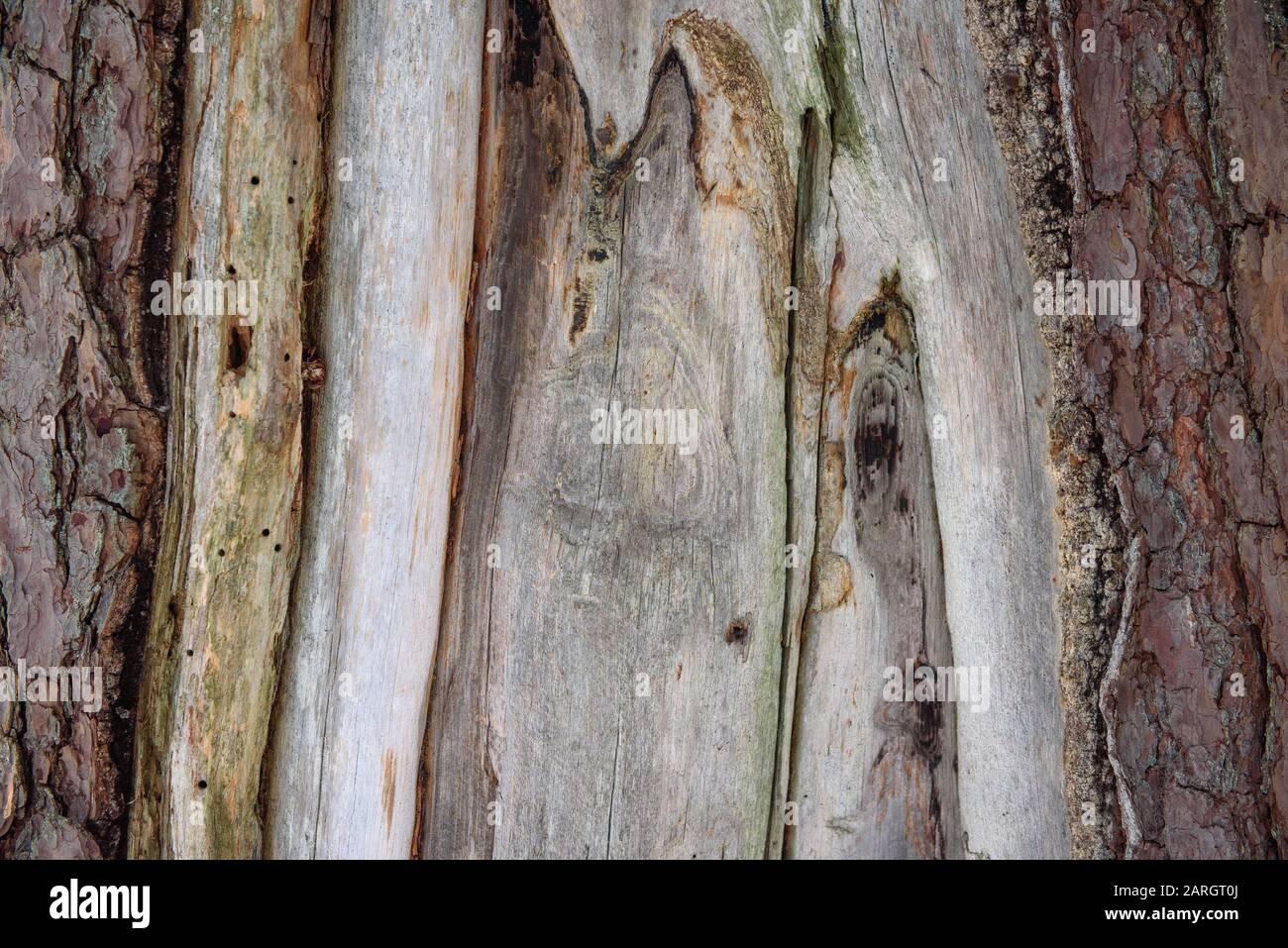 Background. Trunk of an old pine tree Stock Photo - Alamy