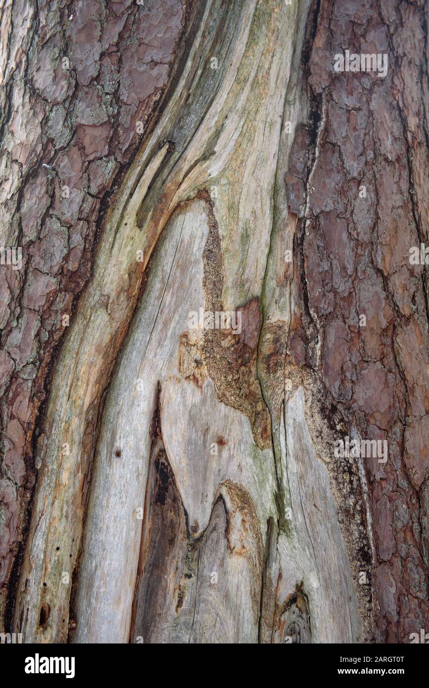 Background. Trunk of an old pine tree Stock Photo - Alamy