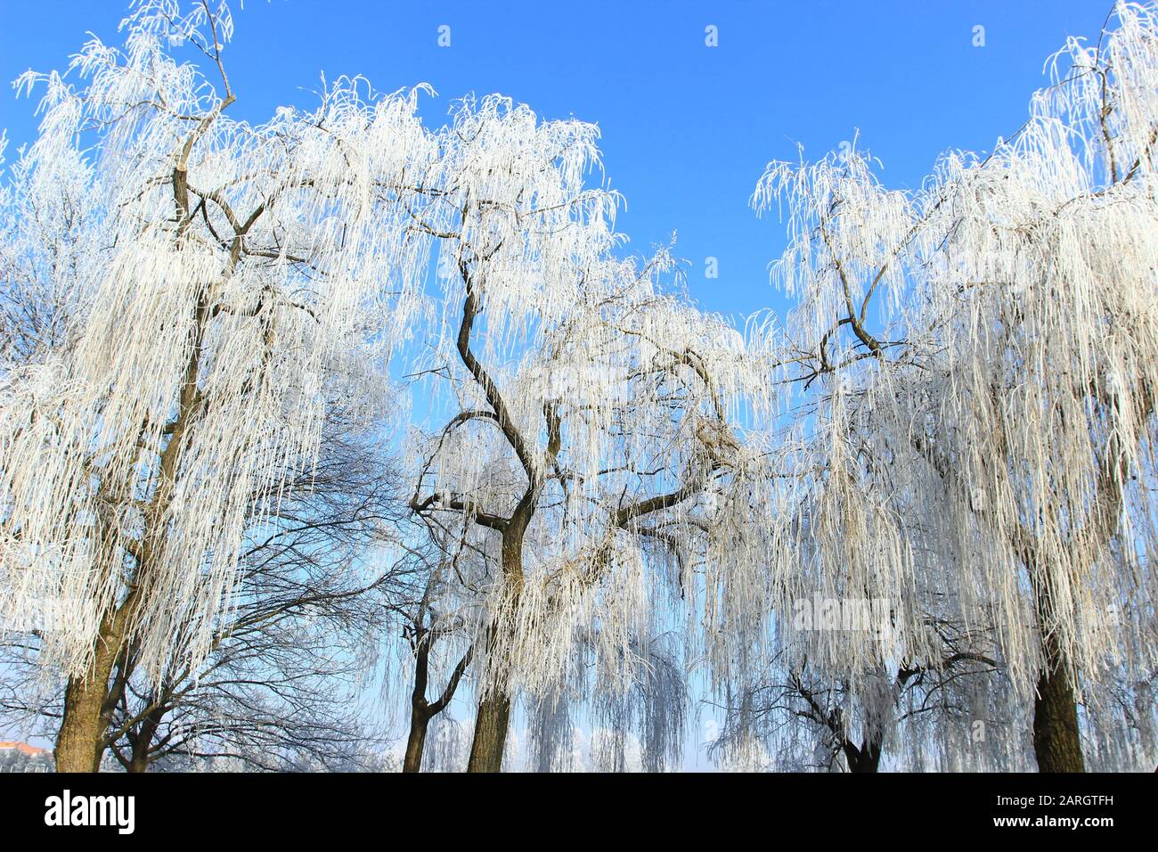 Winter idyllic landscape. Trees covered with snow Stock Photo - Alamy
