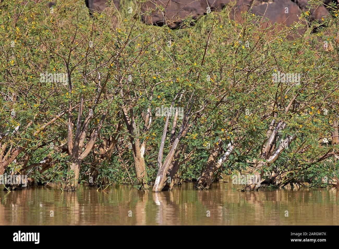 Balsa Wood Tree, aeschynomene elaphroxylon, Baringo Lake in Kenya Stock ...