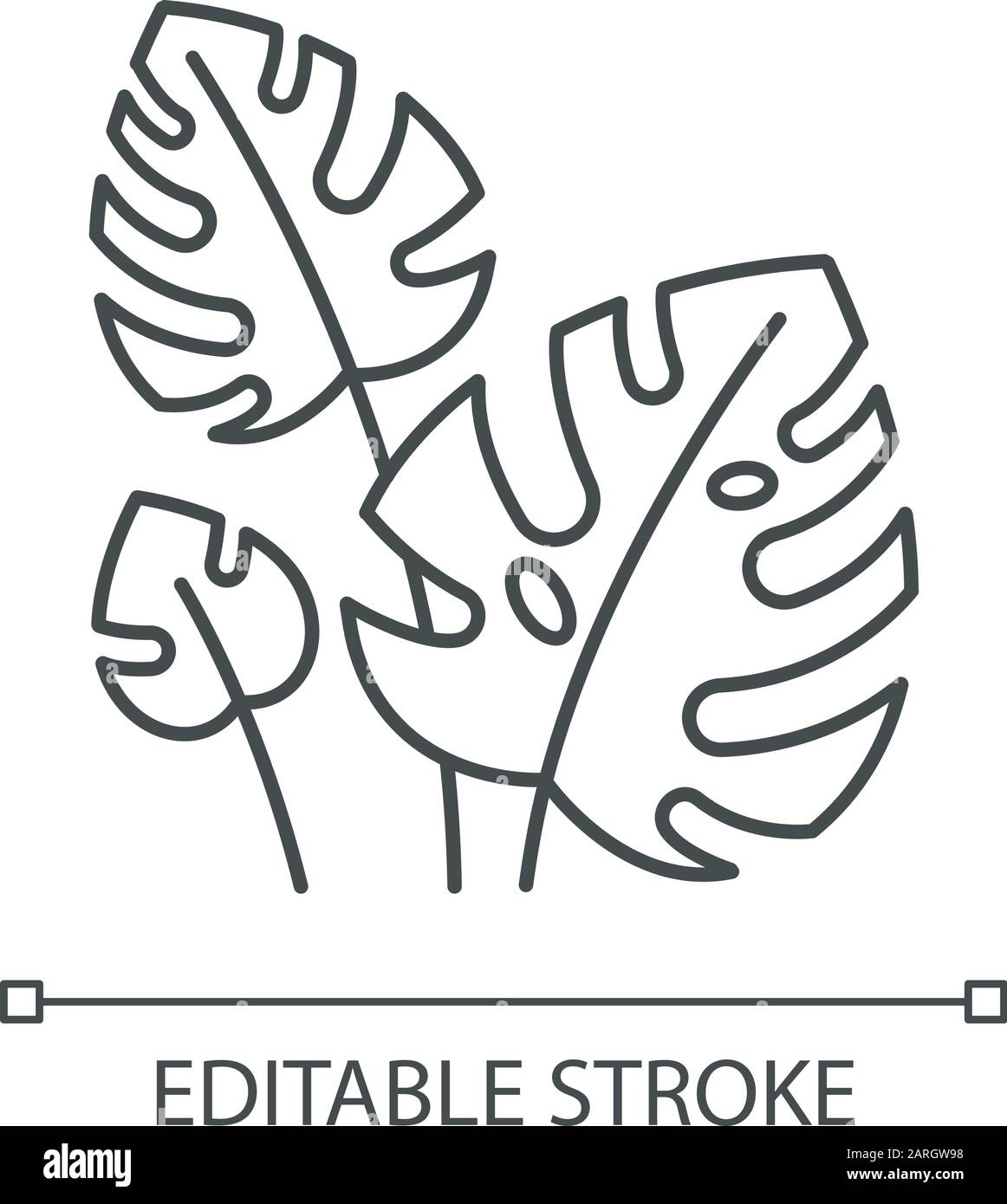 Monstera leaves linear icon. Tropical forest vines. Swiss cheese plant ...