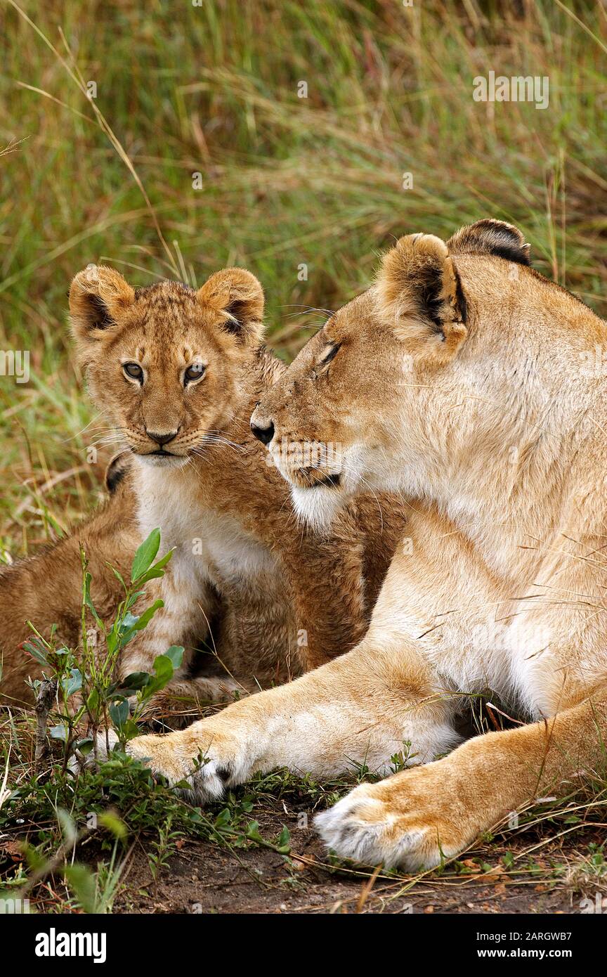 African Lion, panthera leo, Female with Cub, Masai Mara Park in Kenya ...