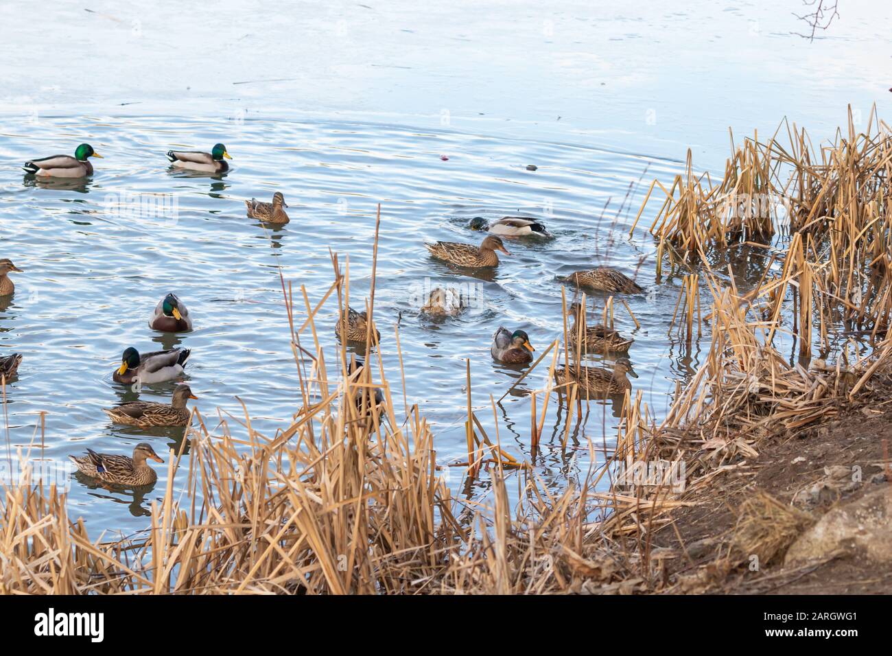 View over ducks in the lake Stock Photo - Alamy