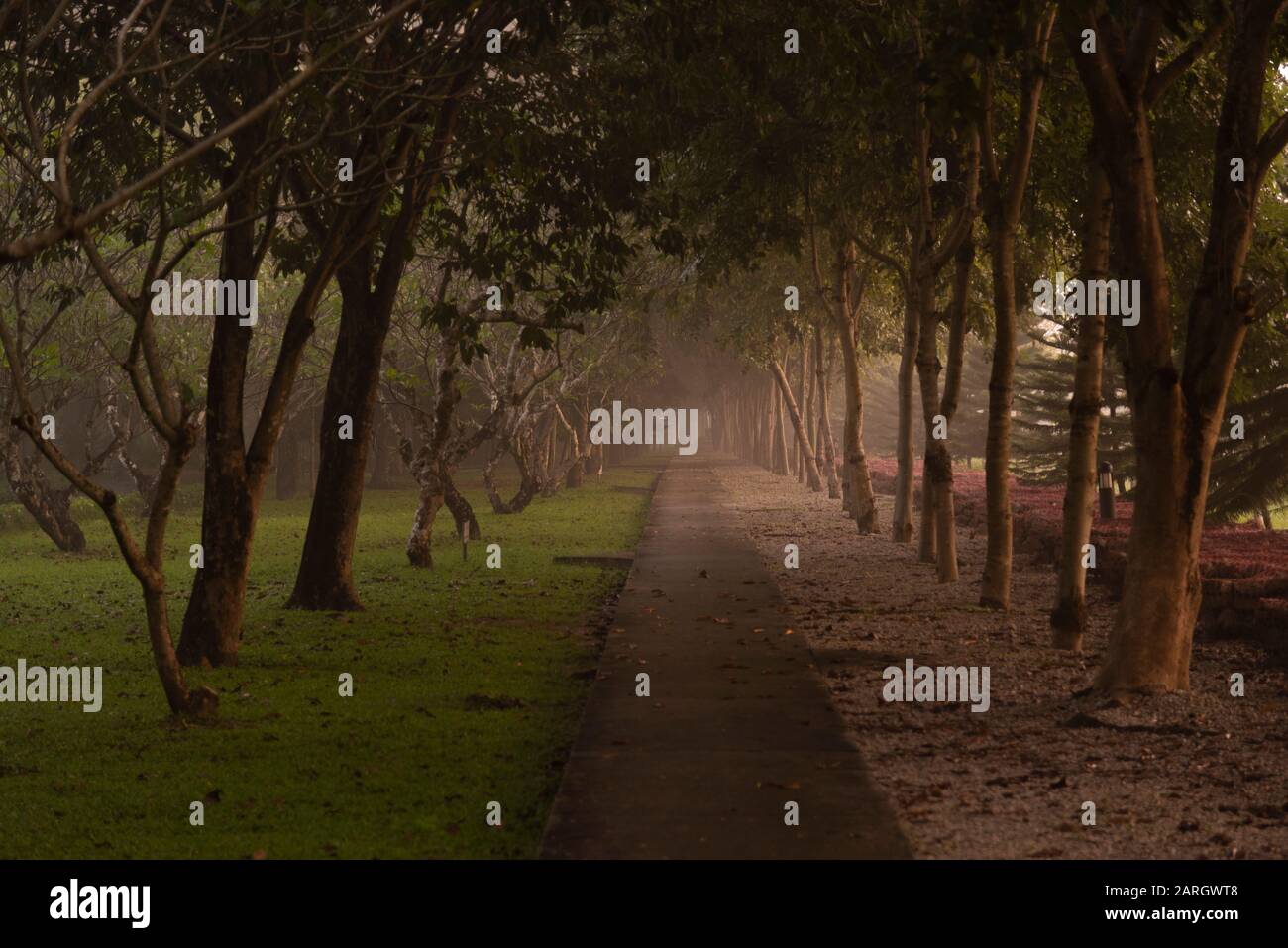 Empty walkway with big tree tunnel in morning with foggy theme Stock ...