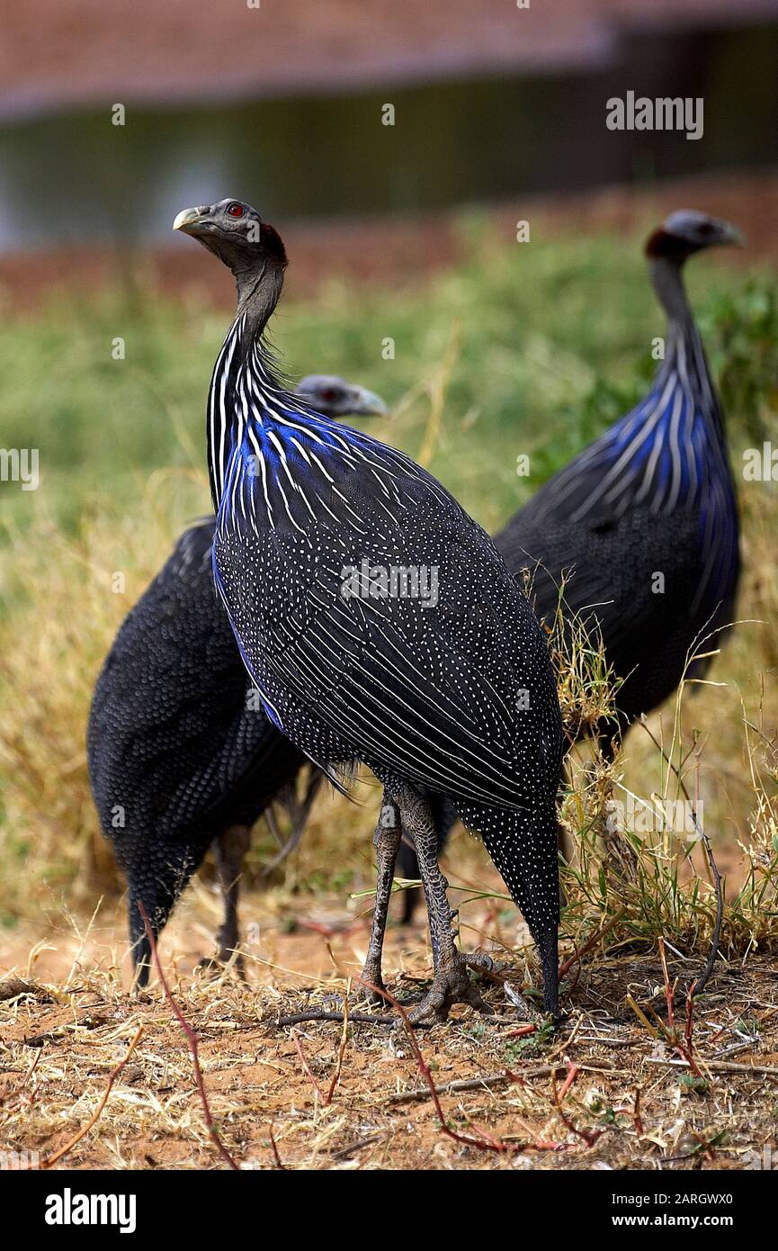 Vulturine Guineafowl, acryllium vulturinum, Adults in Masai Mara Park ...